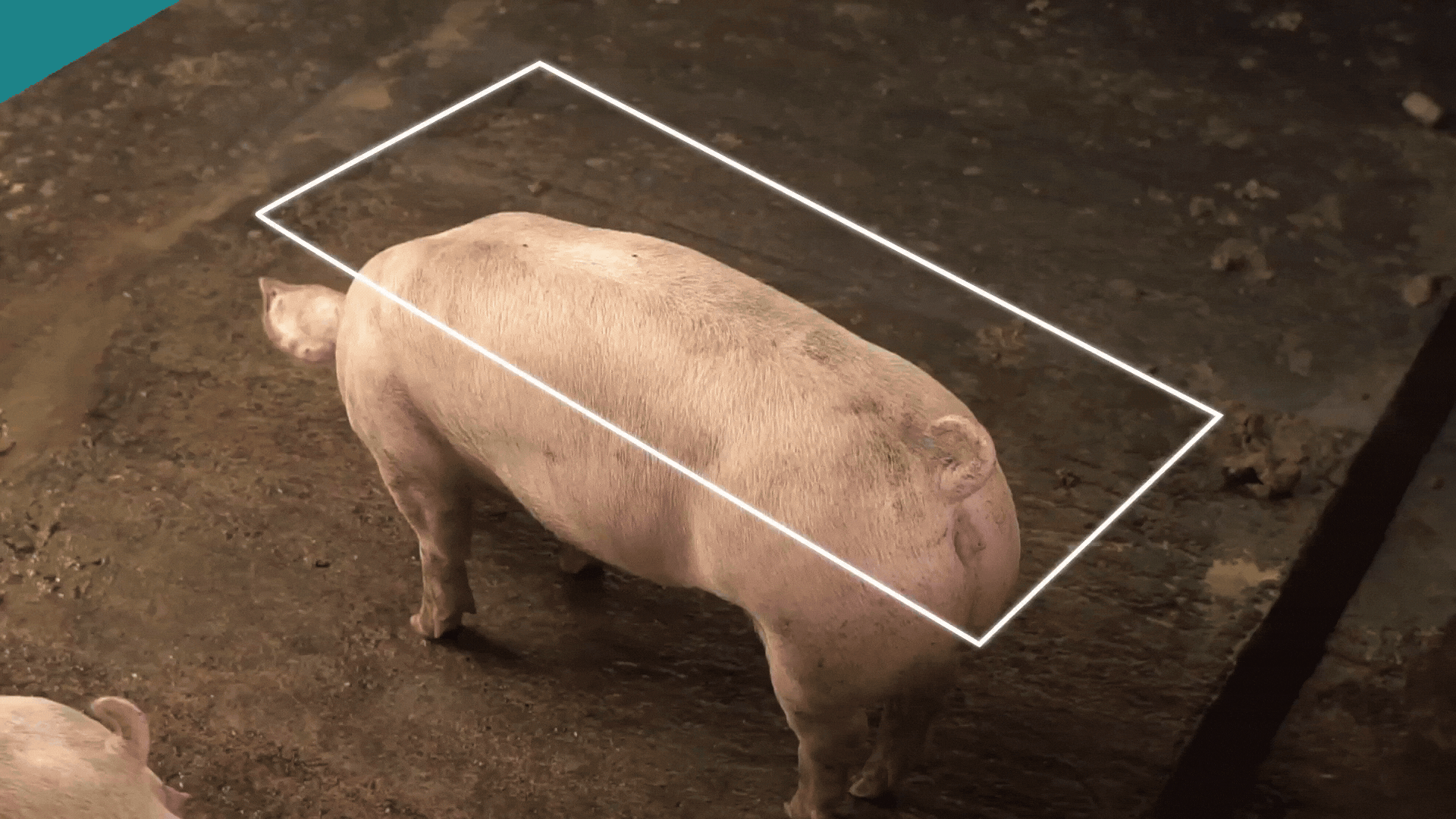 PigVision